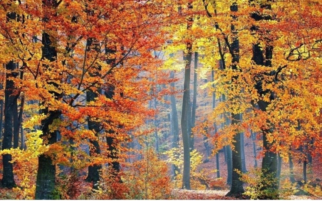 The Best Fall Foliage in Kentucky - American Beautiful