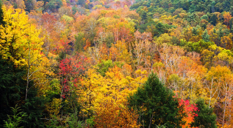 The Best Fall Leaves In Ohio - American Beautiful